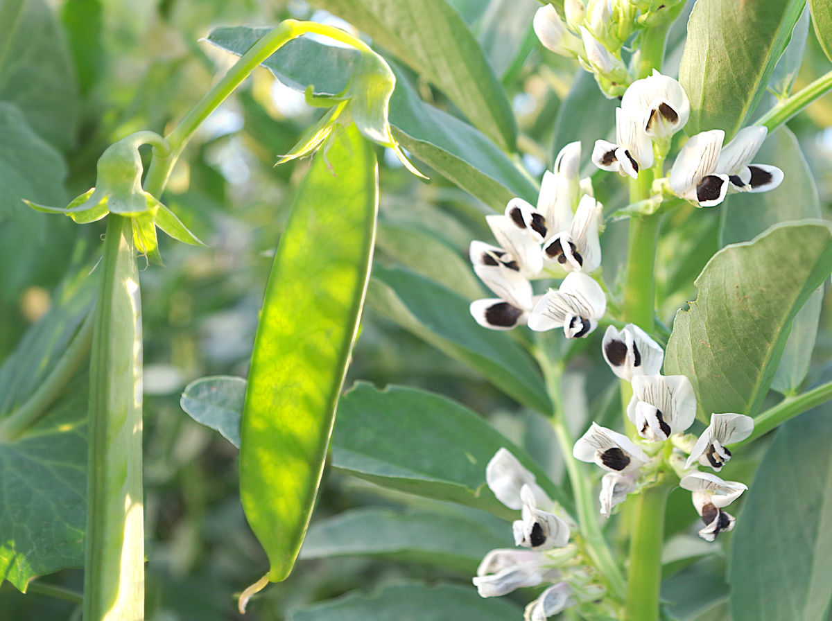 Leguminosen – Trockenwerk Eldena
