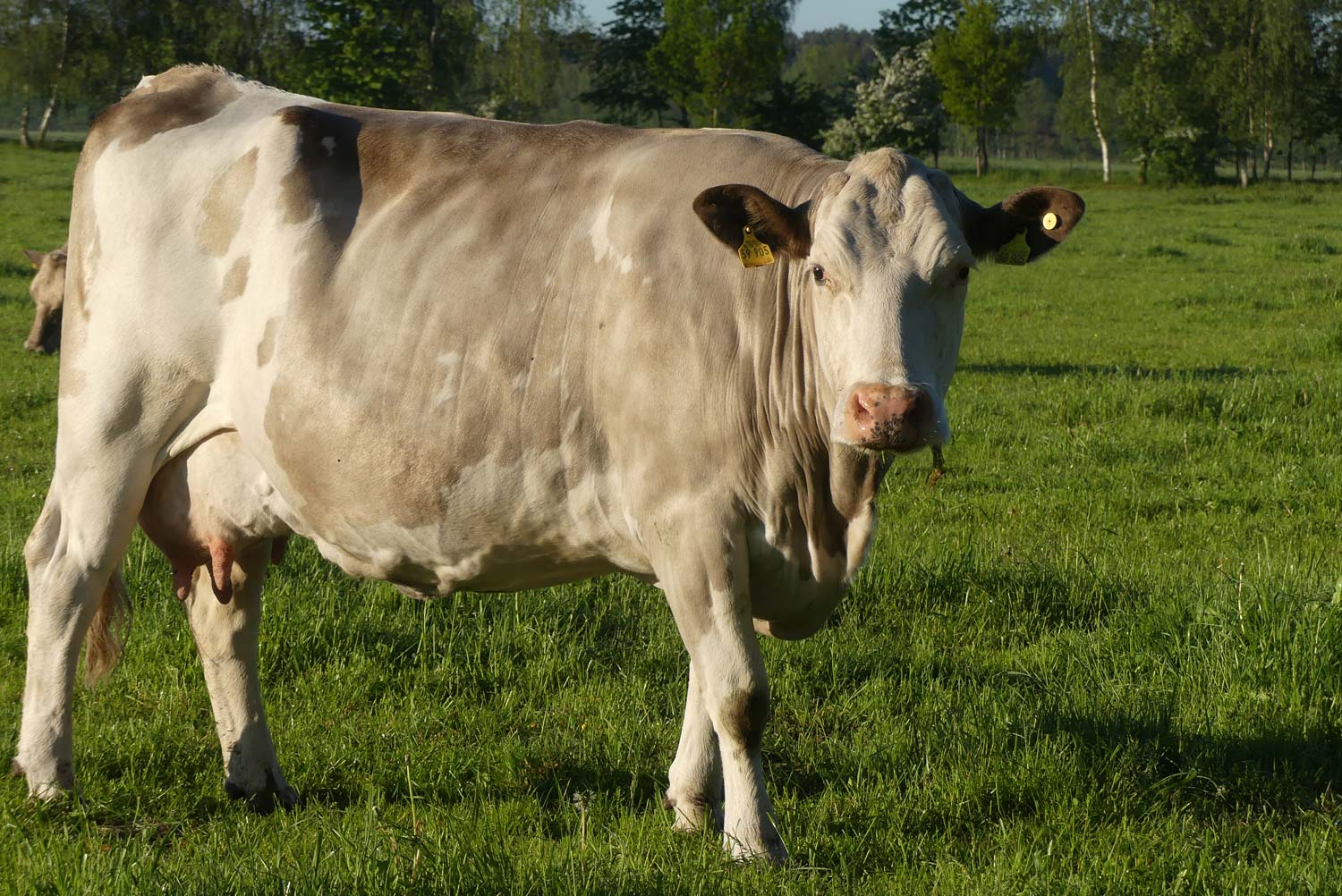 Rind – Trockenwerk Eldena